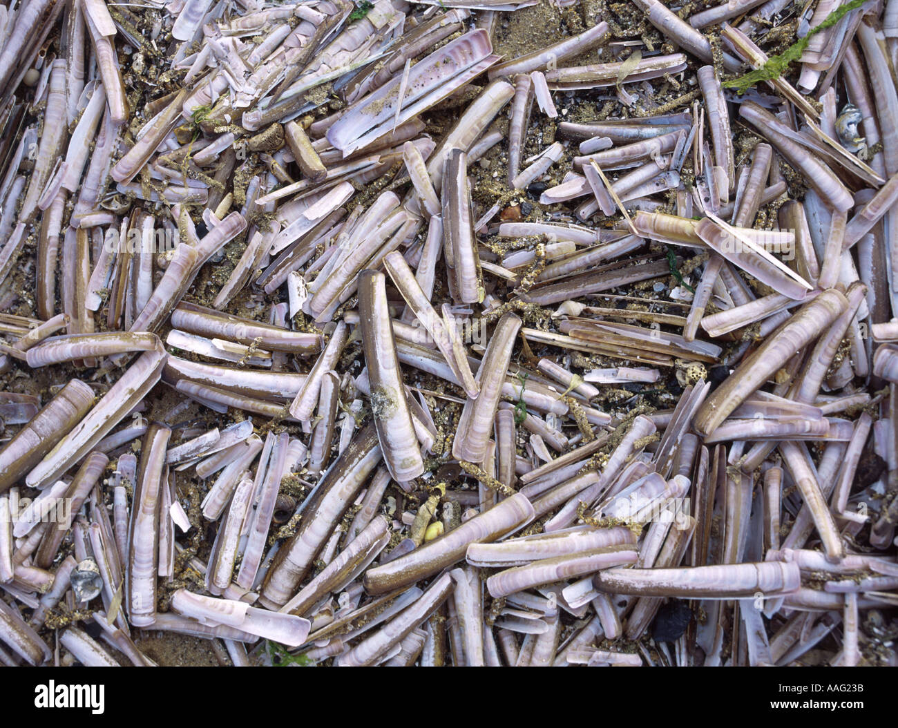 Crushed clam shells hi-res stock photography and images - Alamy
