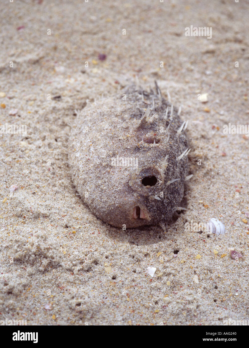 Fish washed up hi-res stock photography and images - Alamy