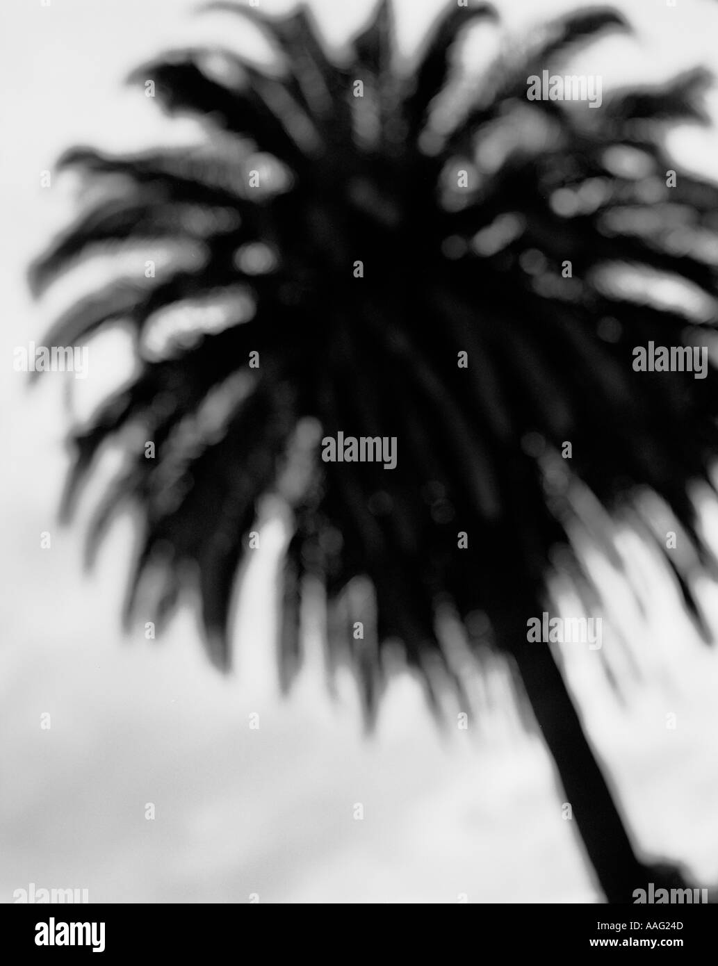 Blurred palm tree Black and White Stock Photos & Images - Alamy
