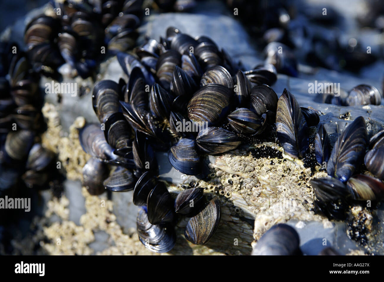 Mussels on a rock face in the sunlight Stock Photo - Alamy
