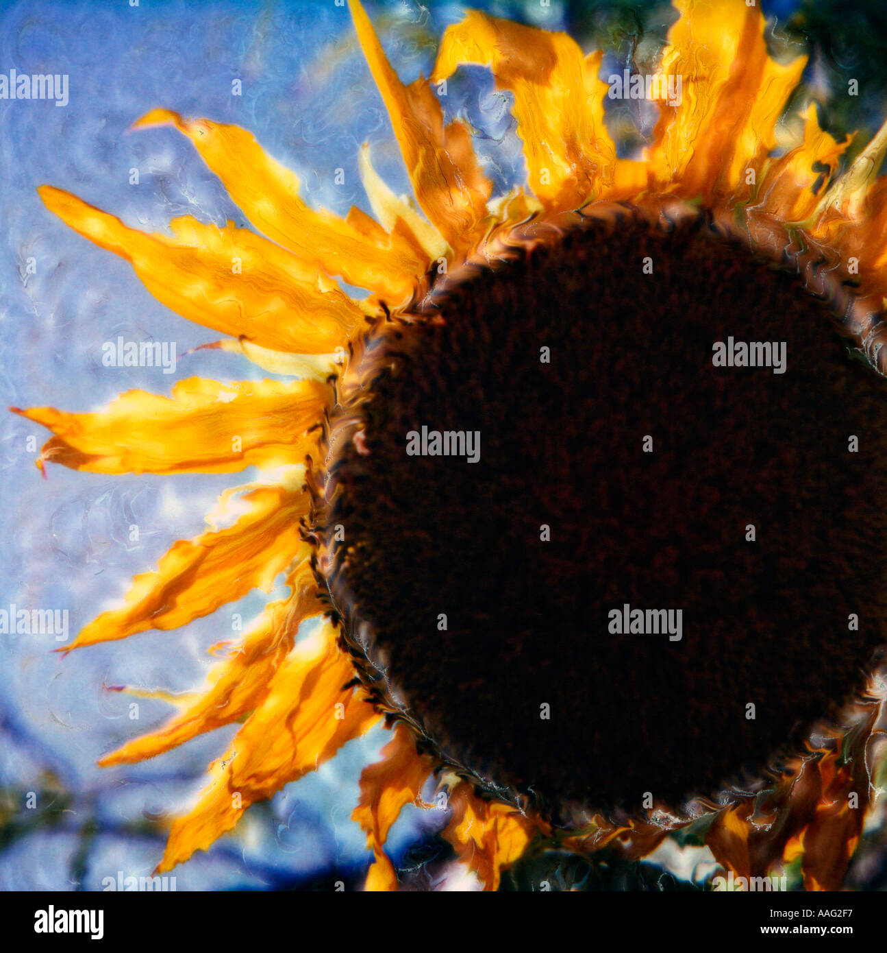 Polaroid Manipulation Sunflower Stock Photo - Alamy