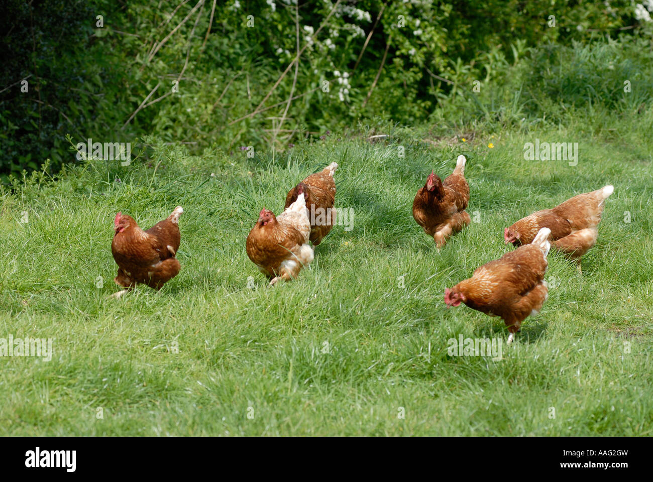 Chickens eggs open field hi-res stock photography and images - Alamy