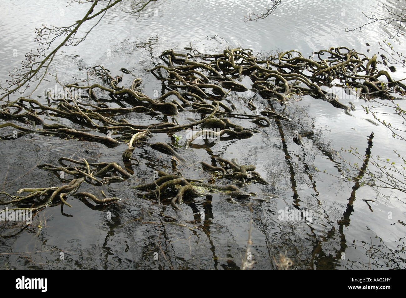 Exposed tree roots in water at Hoveton Hall gardens Norfolk UK Stock ...