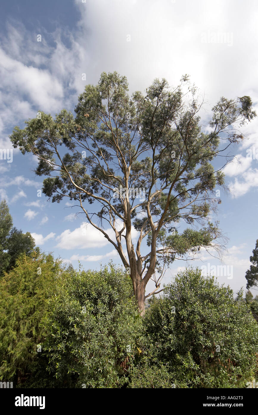 Giant eucalyptus tree near Emperor Menelik s old Palace in Entoto hills ...