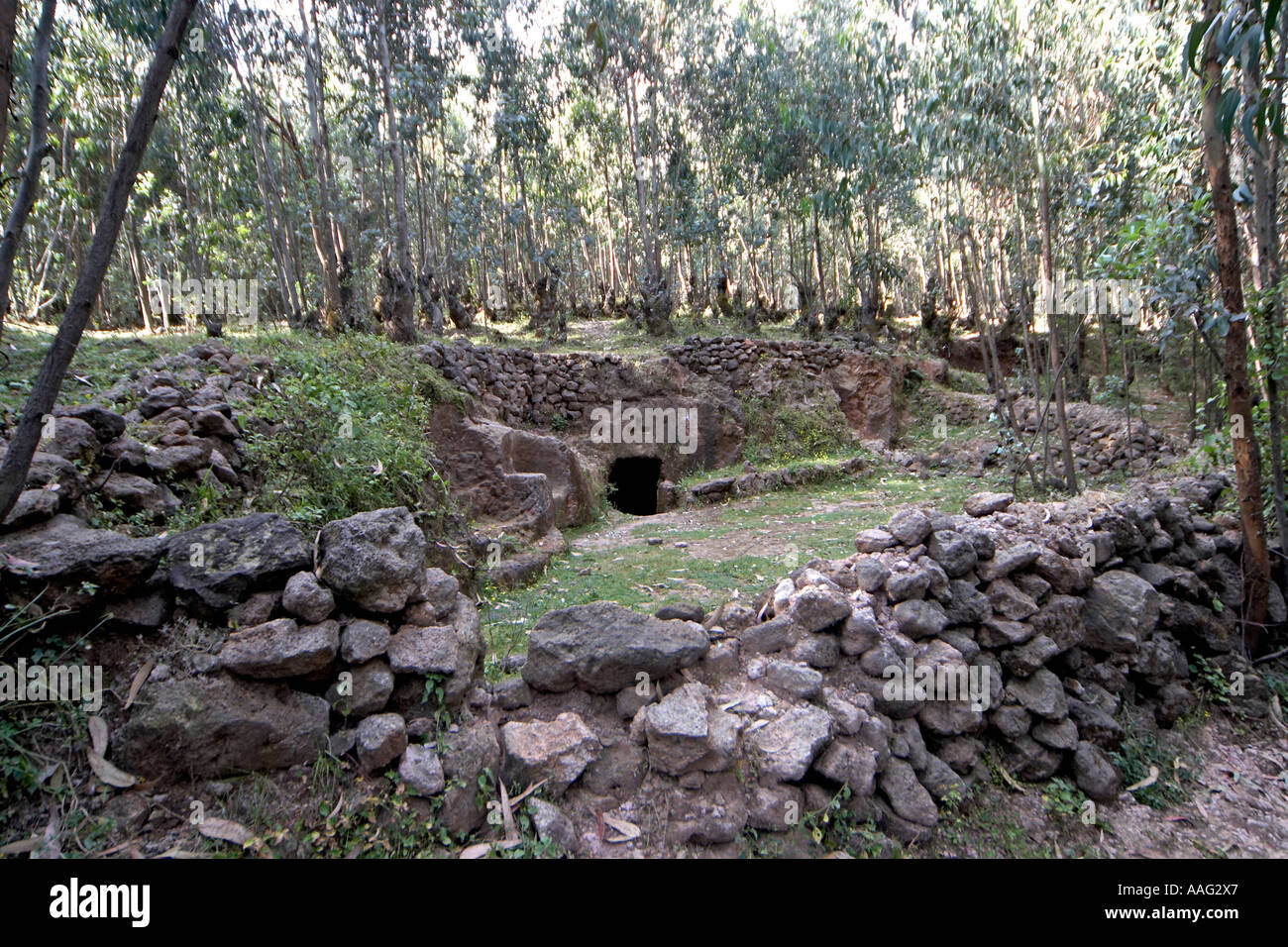 Eucalyptus tree in addis ababa High Resolution Stock Photography and ...