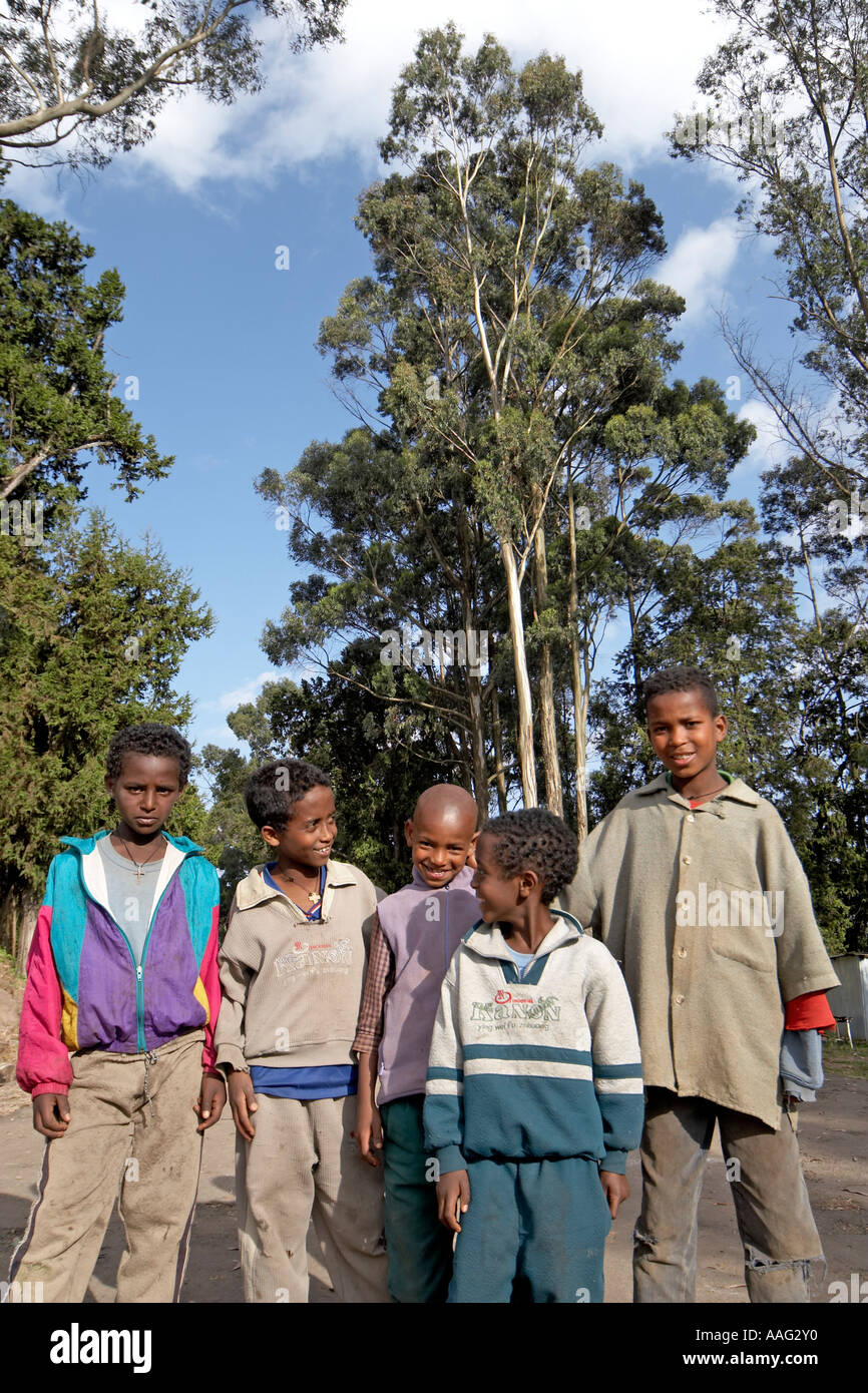 Eucalyptus tree in addis ababa High Resolution Stock Photography and ...