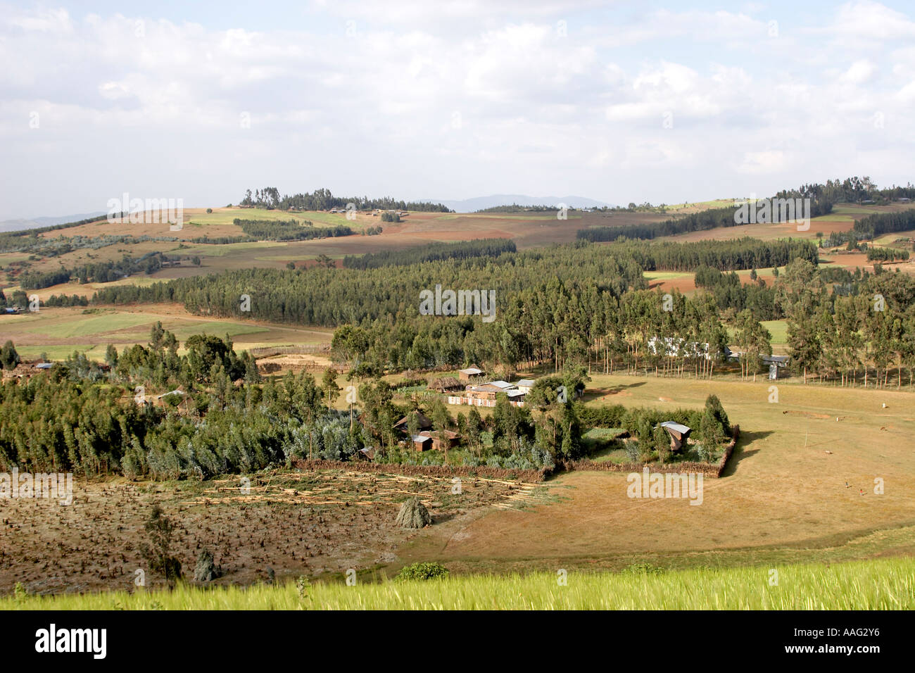 Farms and arable landscape with Eucalyptus tree woods in Entoto hills ...