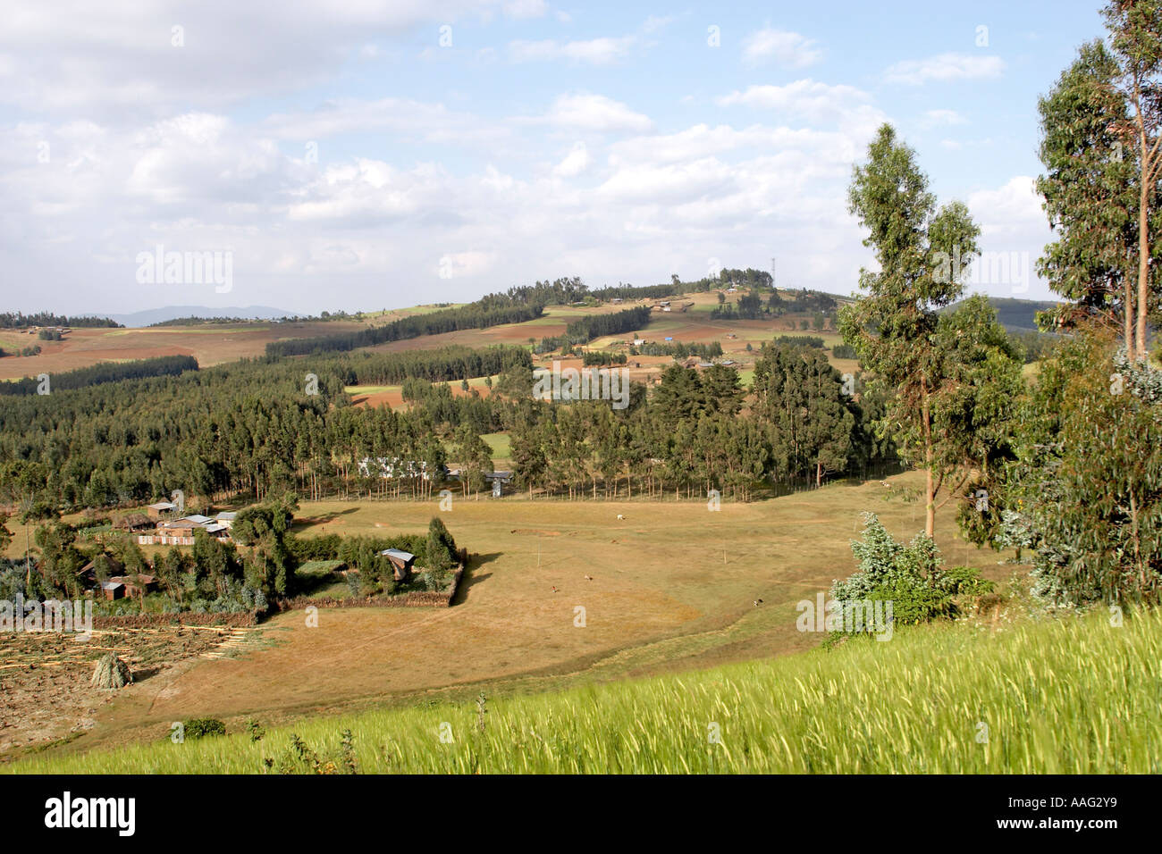 Farms and arable landscape with Eucalyptus tree woods in Entoto hills ...