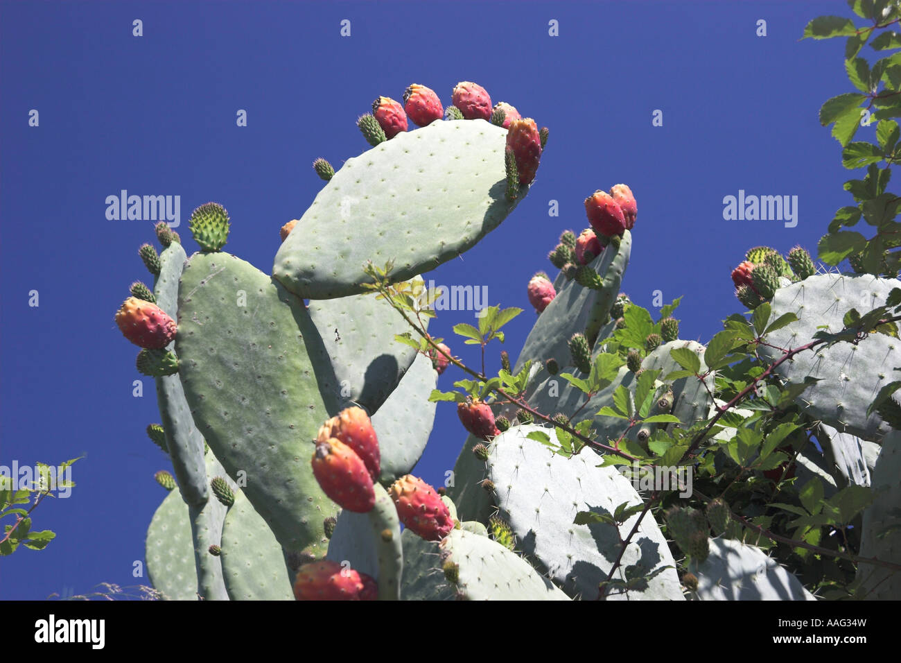 Prickly Pear Cactus plant growing wild by the coast in Sicily Stock ...