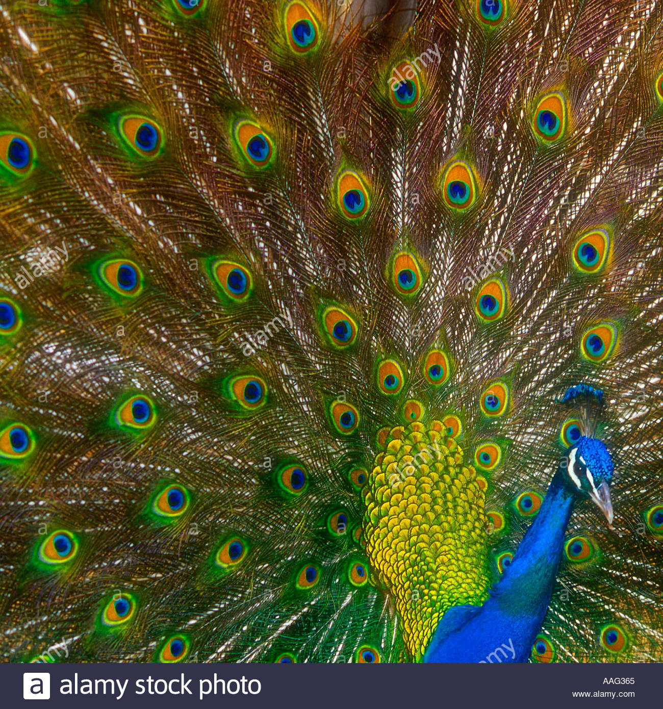Peacock with tail flared Stock Photo - Alamy