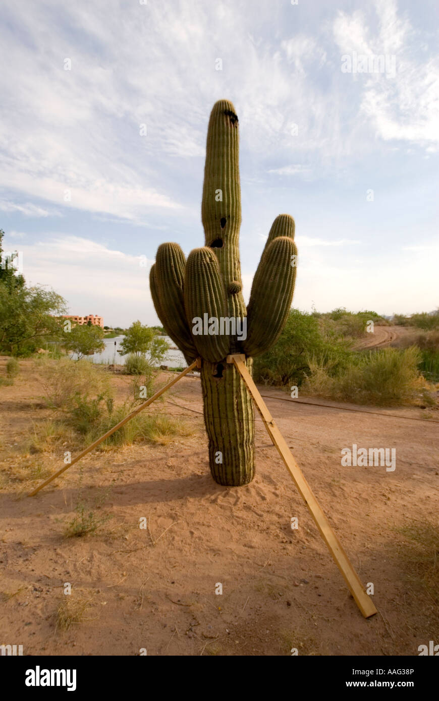 Cactus plant and support poles near Sheraton Wild Horse Pass Resort and ...