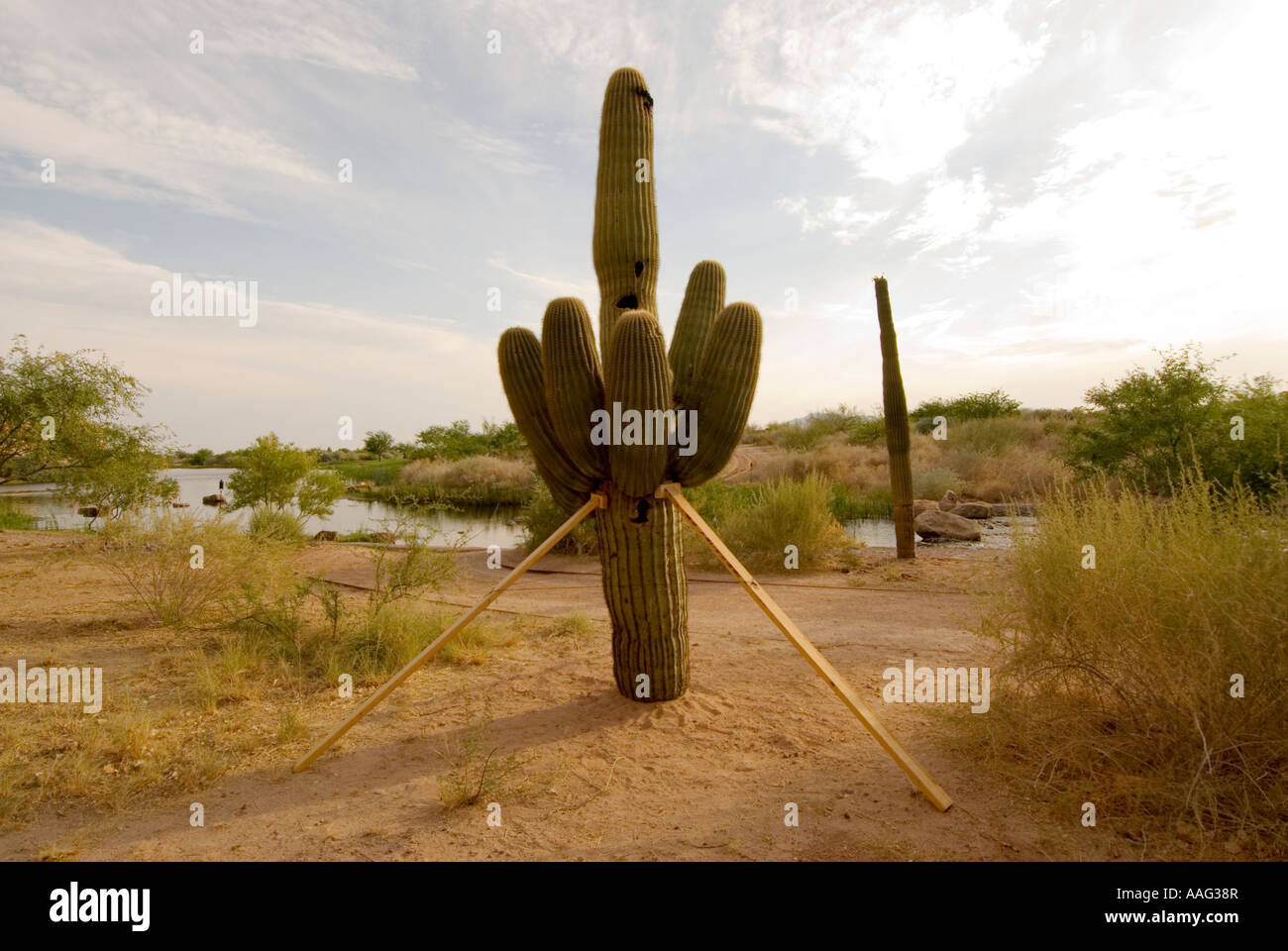 Cactus plant and support poles near Sheraton Wild Horse Pass Resort and ...