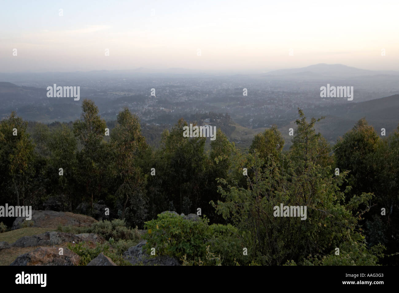 Dusk or evening view towards Addis Ababa with eucalyptus trees Stock ...