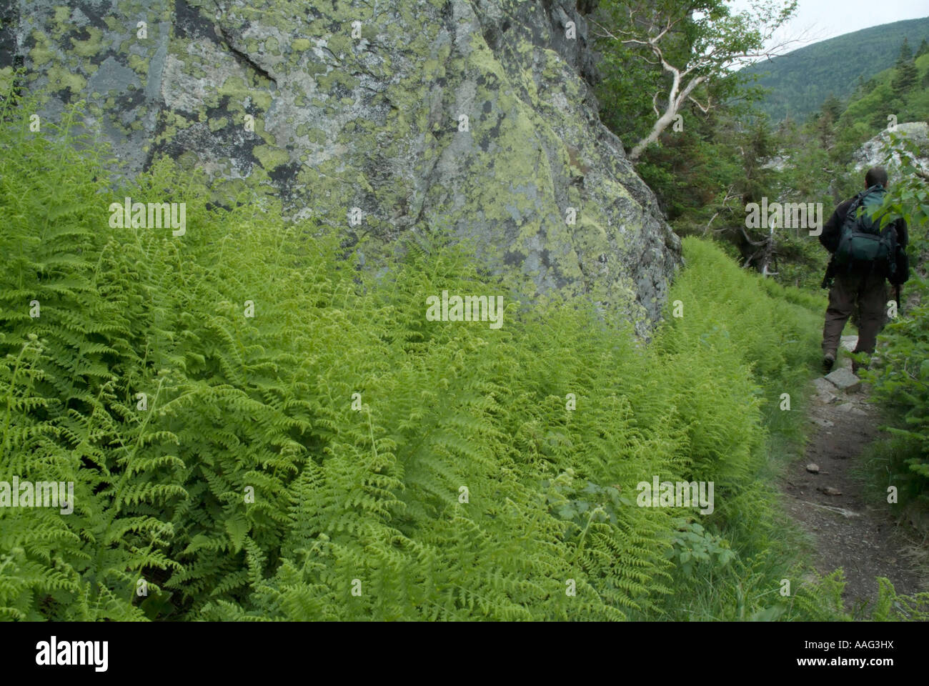 A Hiker passes a section of Eagle Pass on Greenleaf Trail in the White ...