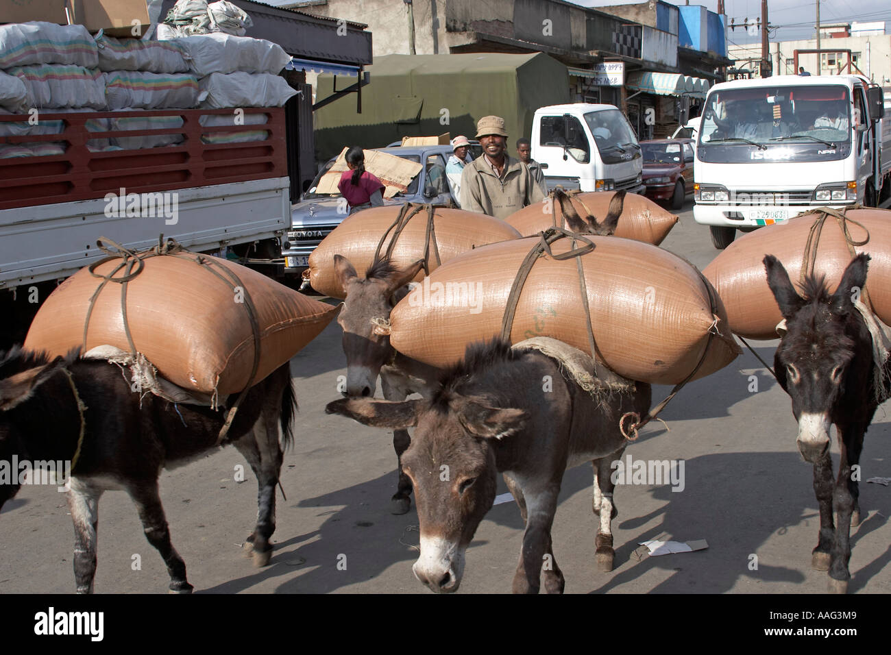 Donkeys carrying heavy loads in Addis Ketema Merkato largest open air ...