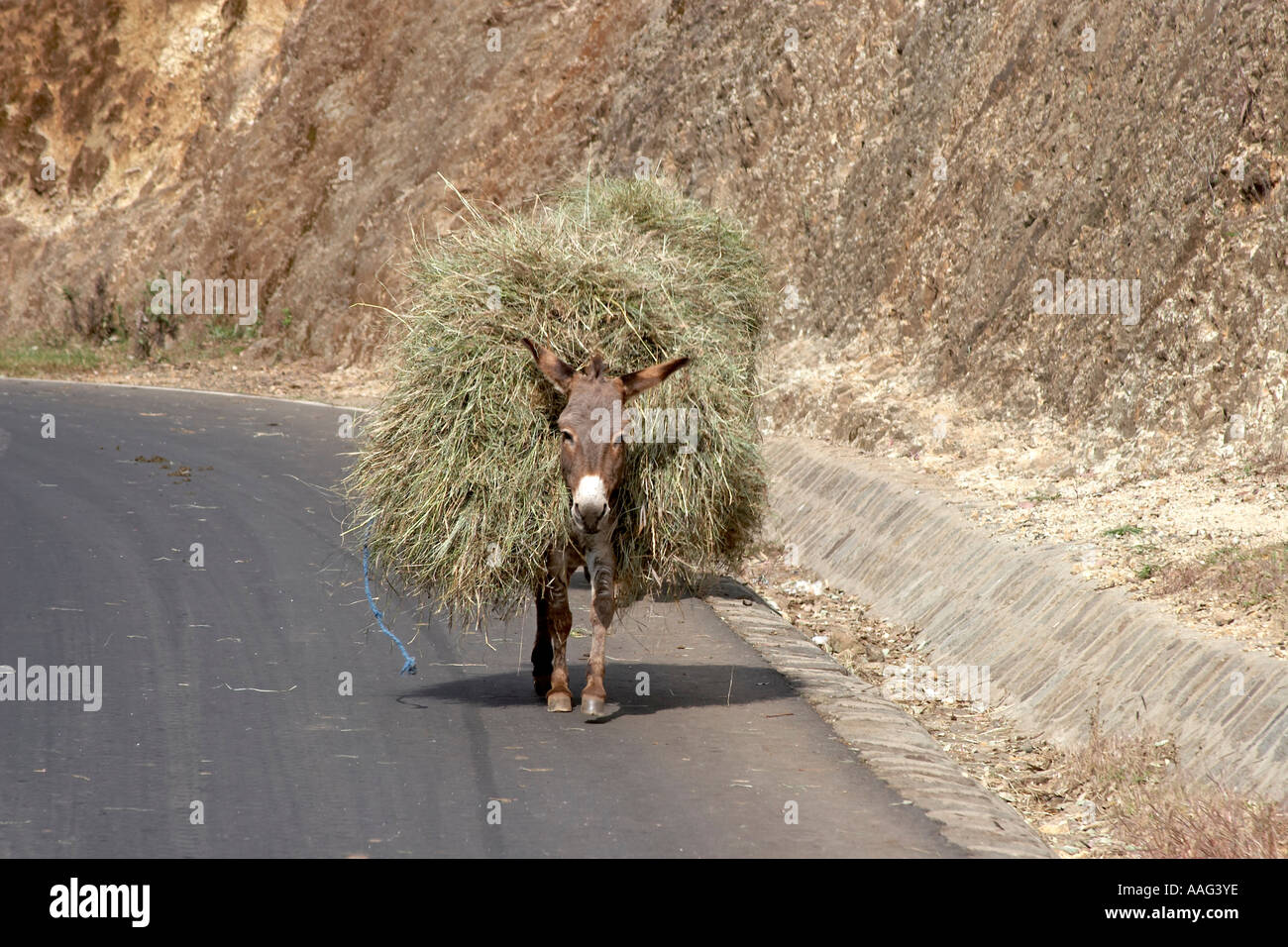 Donkey working laden with grass on the road from Addis Ababa to ...