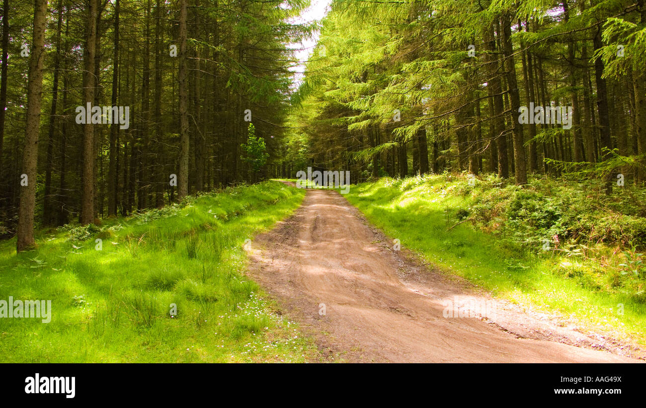 Path through the trees at Afan Argoed Stock Photo - Alamy
