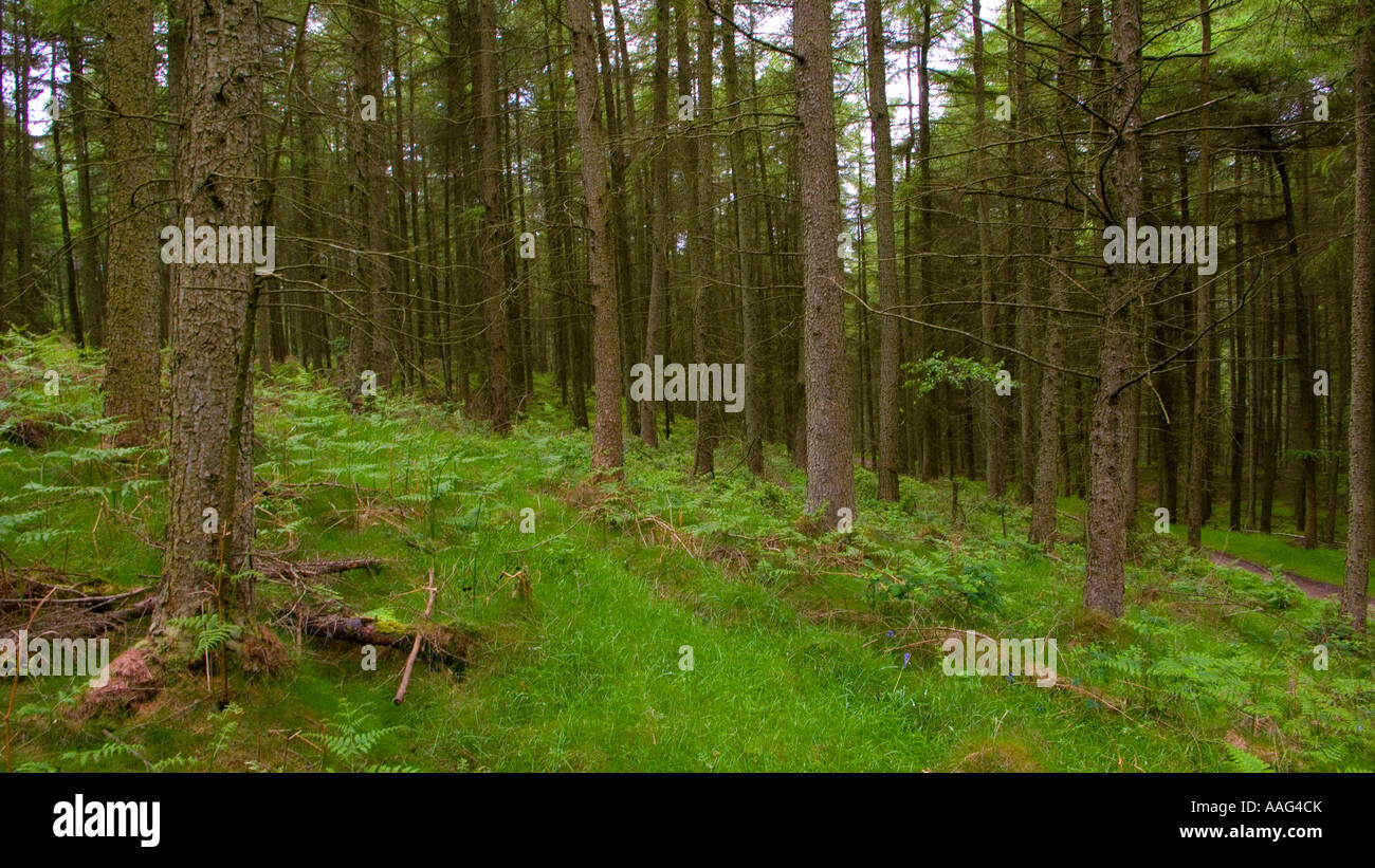Pine Forest Afan Argoed Stock Photo - Alamy