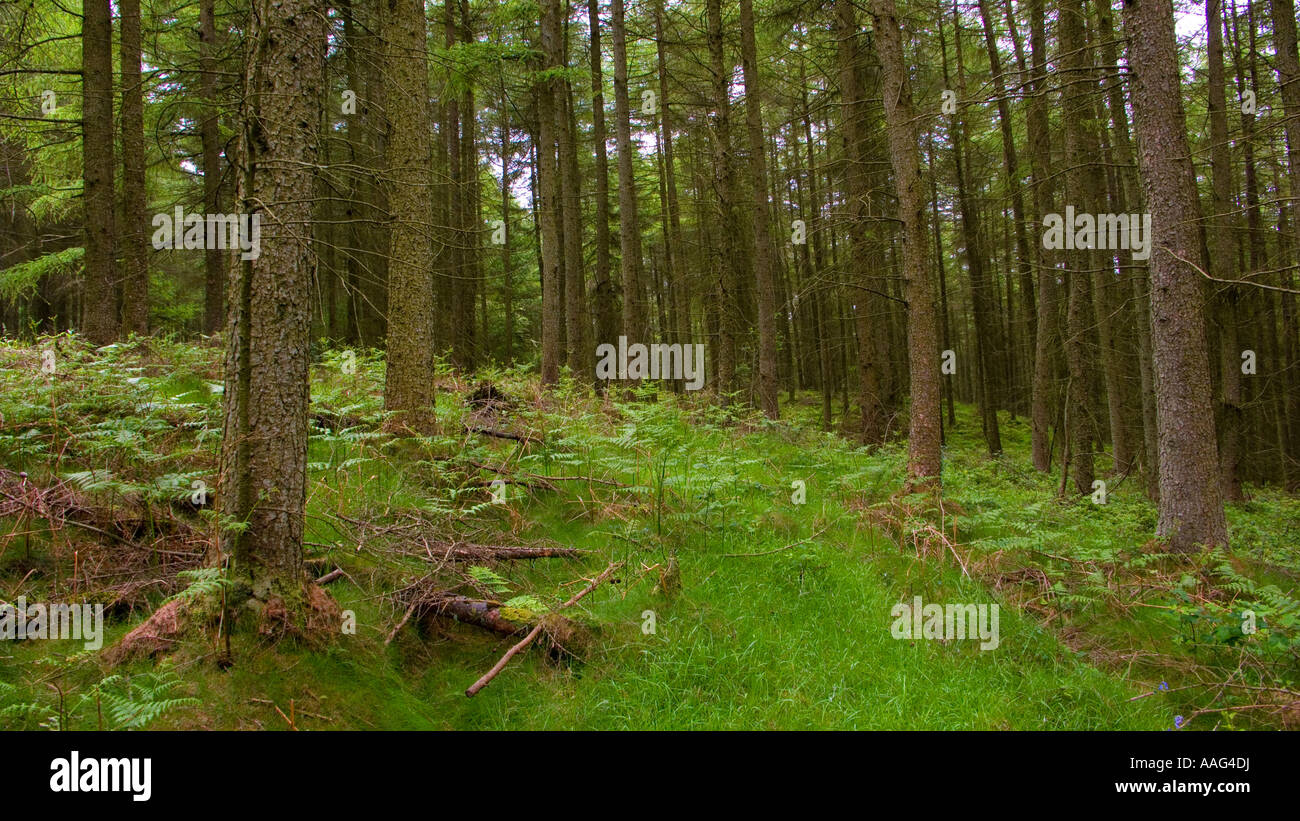 Afan Argoed pine forest Stock Photo - Alamy