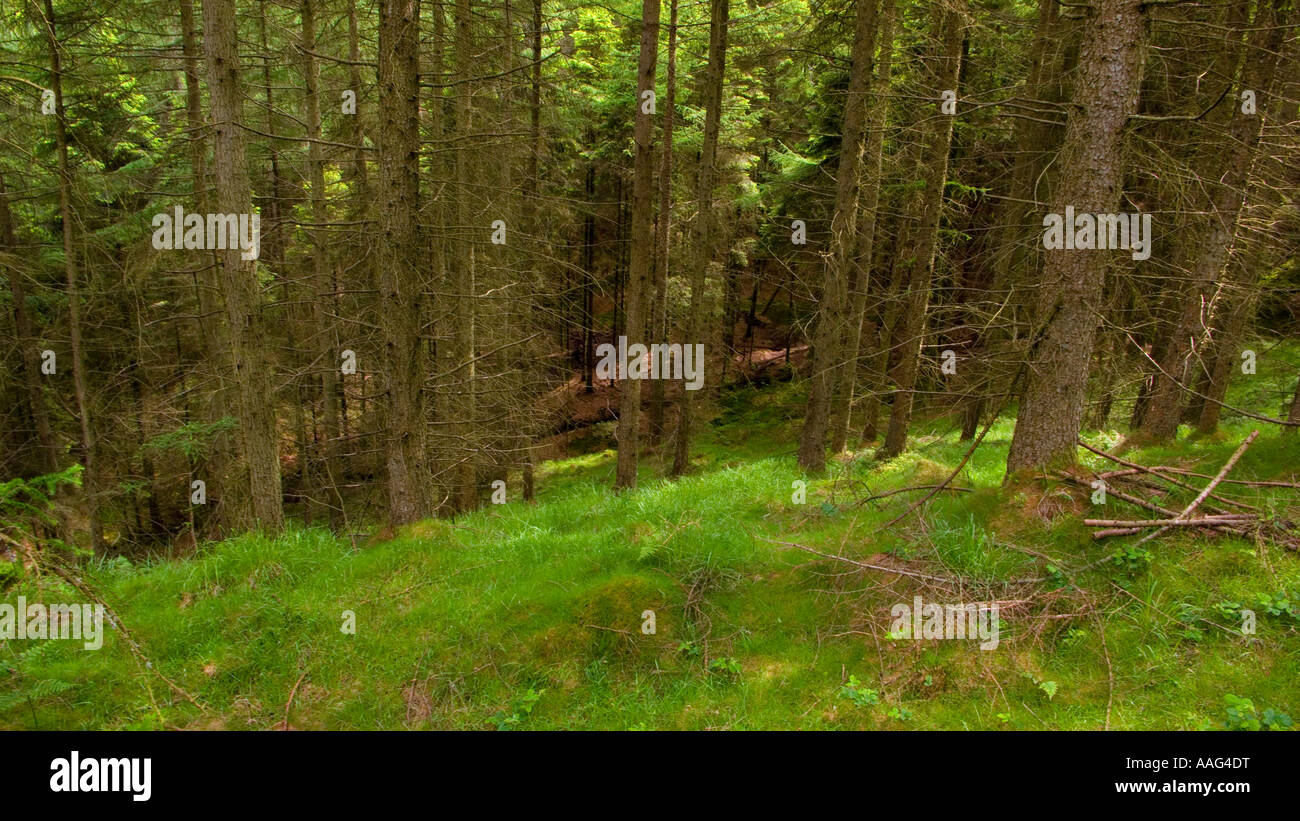 Afan forest hi-res stock photography and images - Alamy