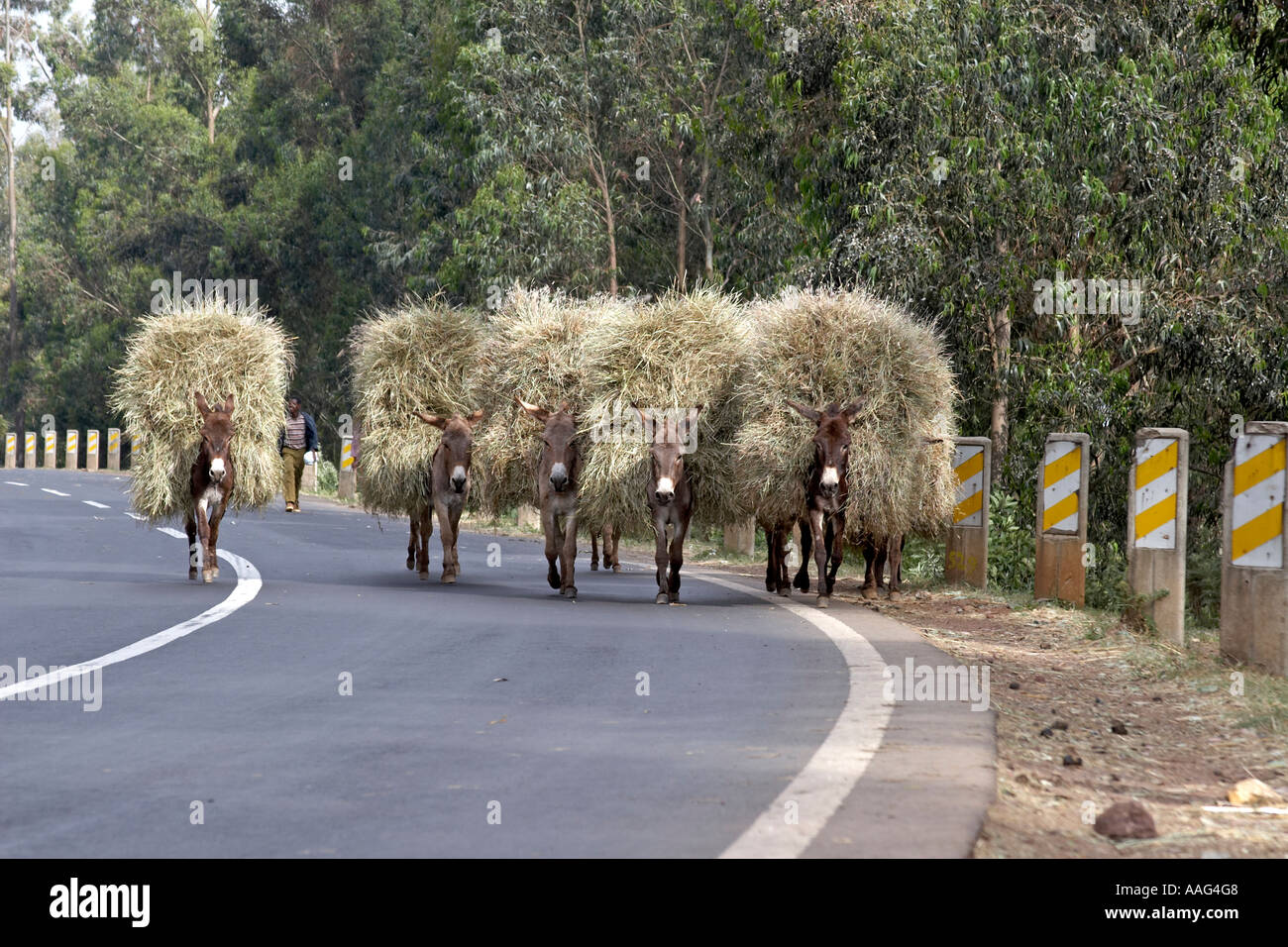 Donkey carrying and working laden with grass on the road from Addis ...