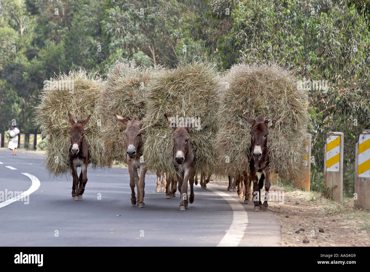 Donkey carrying hay hi-res stock photography and images - Alamy