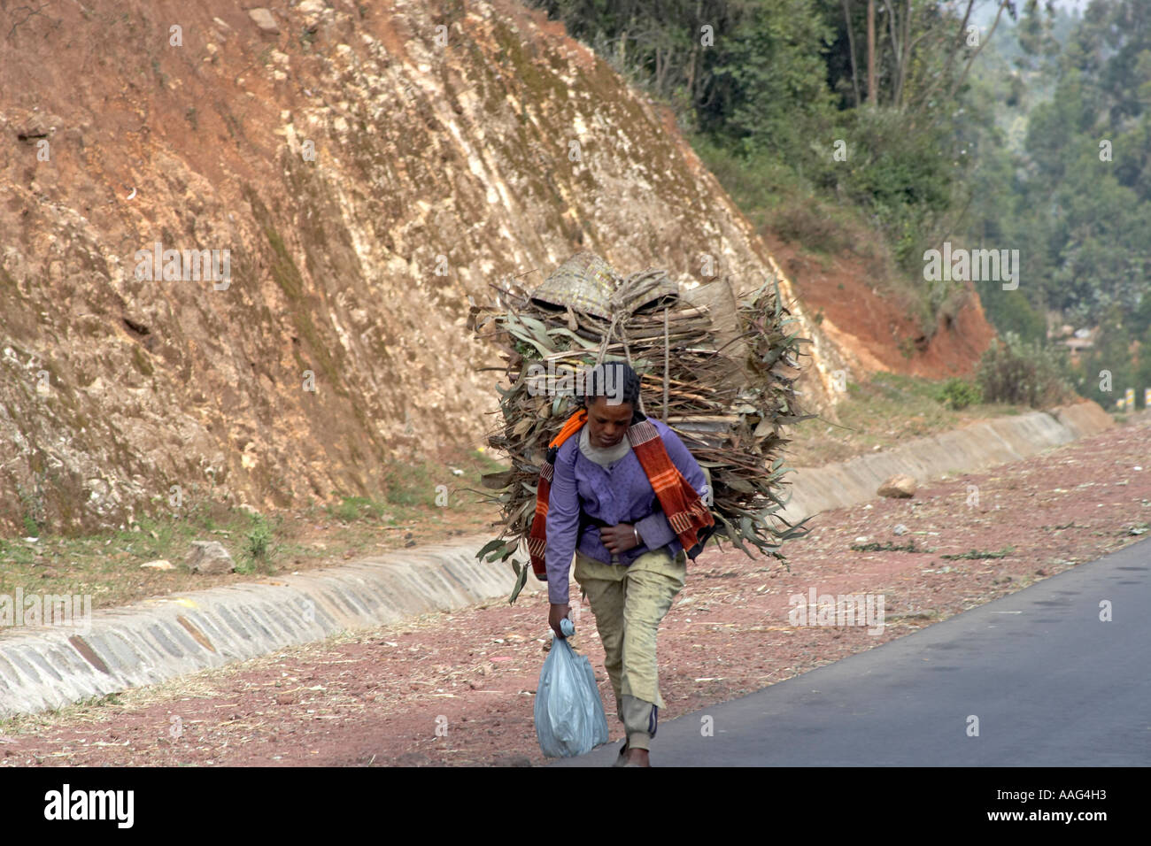 Woman labouring and working carrying heavy irewood on the road from ...