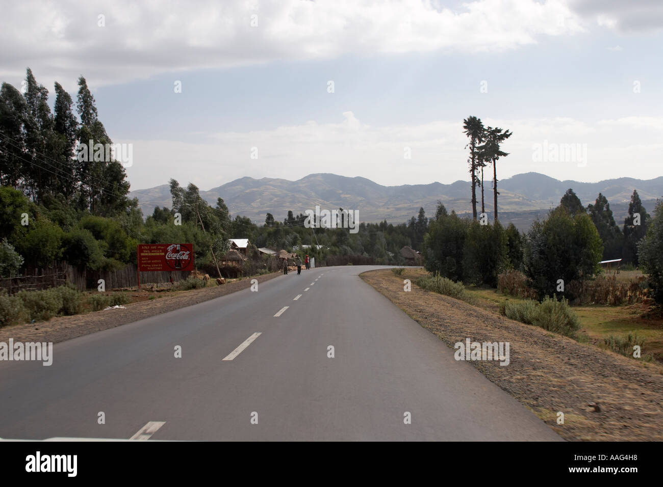 Trees on the road from Addis Ababa to Shafartak bridge Stock Photo - Alamy