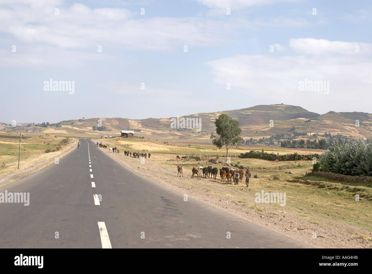 People and donkeys walking on the road from Addis Ababa to Shafartak ...