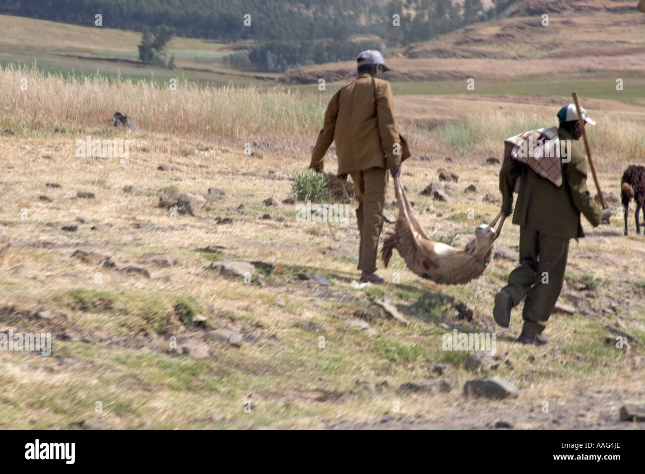 Two men carrying a goat on the road from Addis Ababa to Shafartak ...