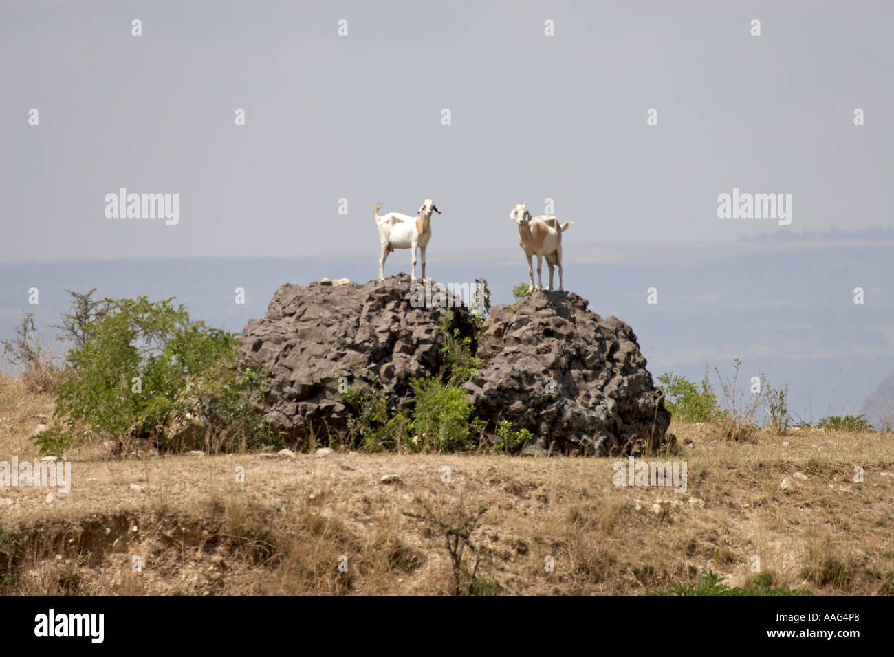Two goats standing on rocks in mountains of Blue Nile river valley ...