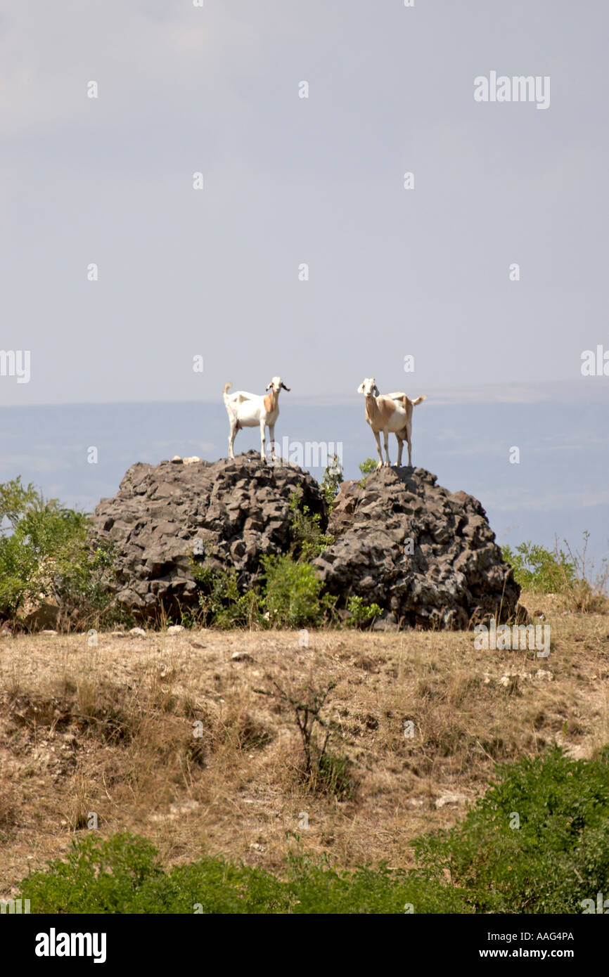 Two goats standing on rocks in mountains of Blue Nile river valley ...