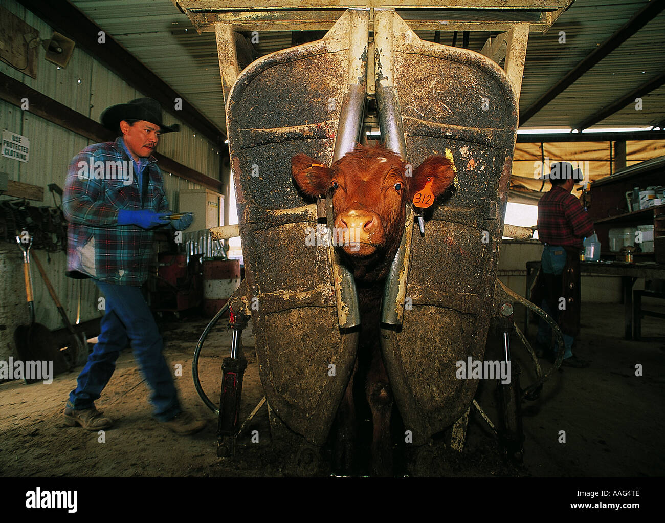 Navajo people working in a cattle farm of Navajo Agricultural Products ...