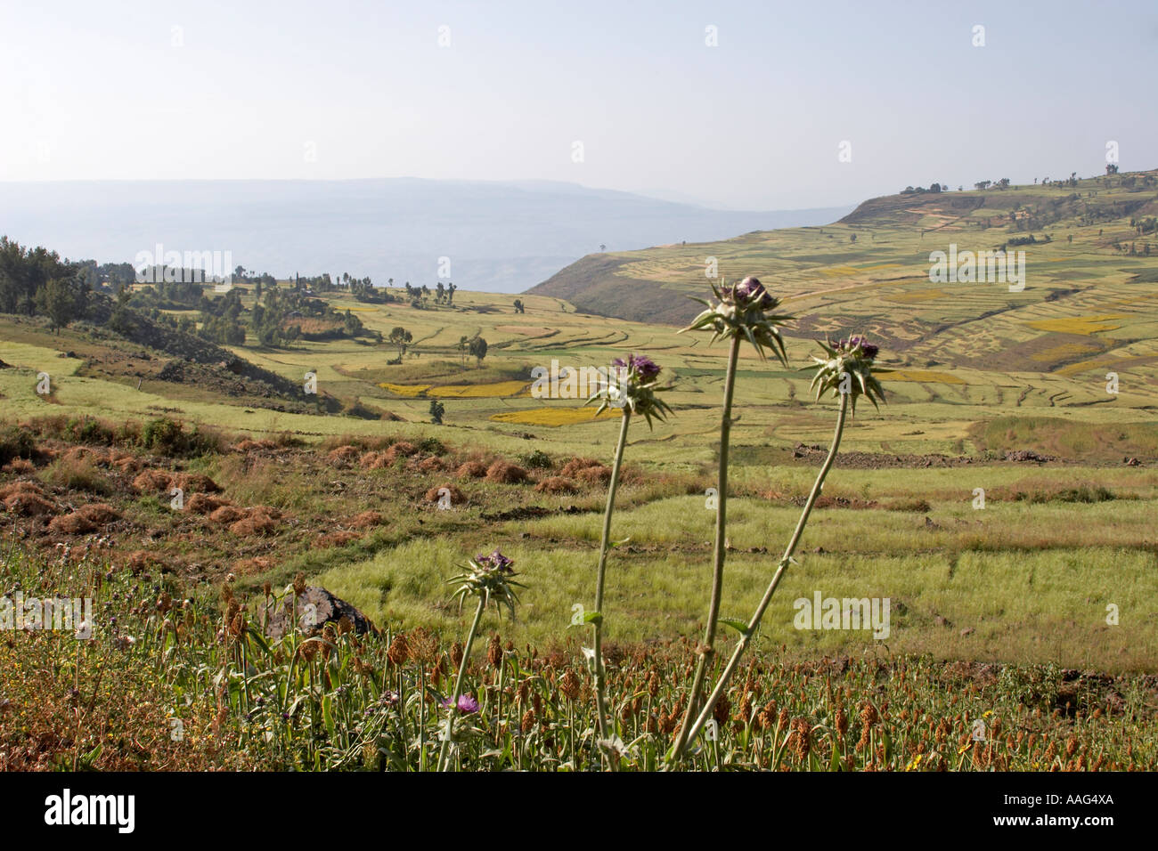 Spikey plant with mountains hills fields crops and houses in escarpment ...