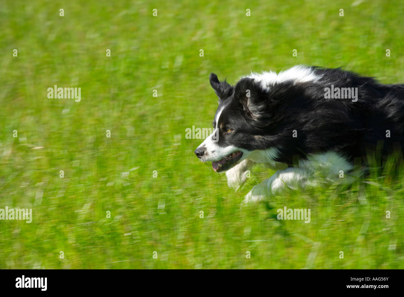 Border collie running Stock Photo - Alamy