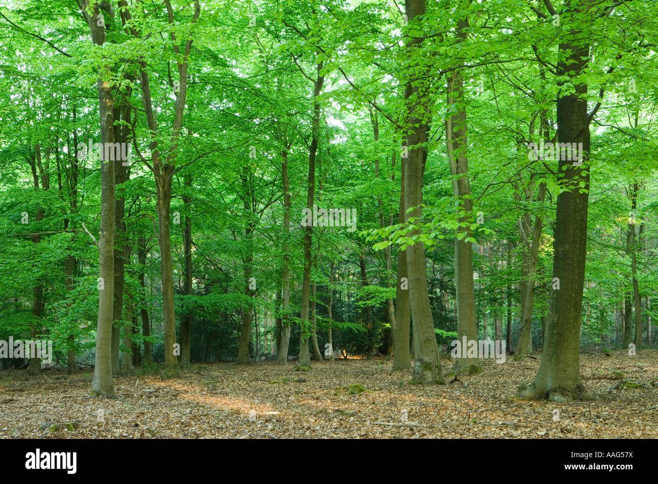 Beech woodland, Fagus sylvatica, Netley Heath, Surrey UK Stock Photo ...