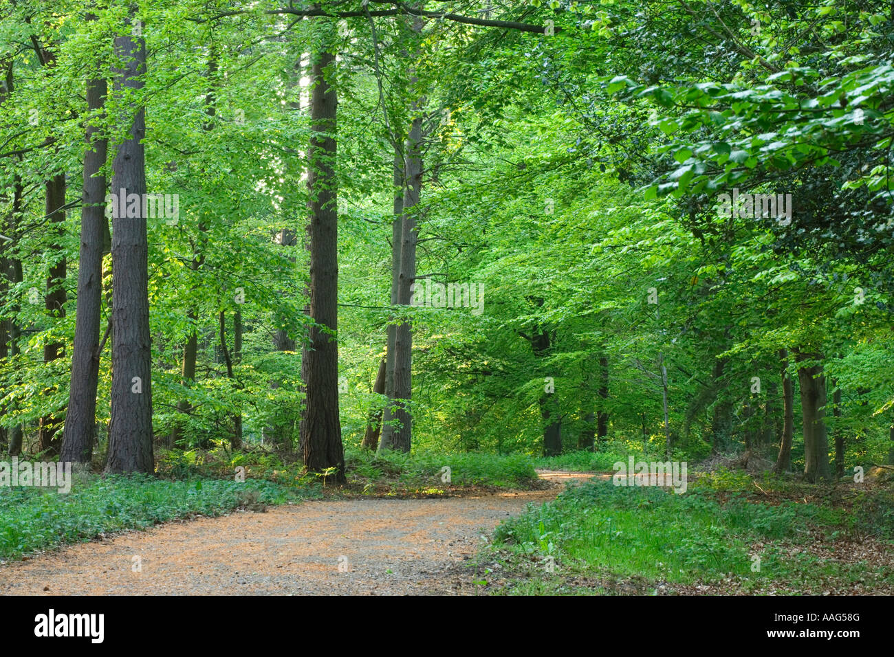 Track through mixed woodland, Netley Heath, North Downs, Surrey England ...