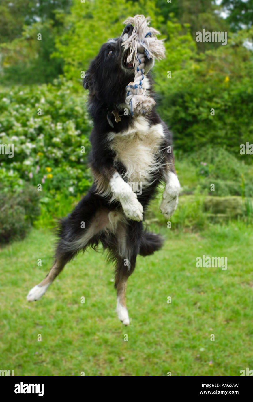 Border collie catching toy Stock Photo - Alamy