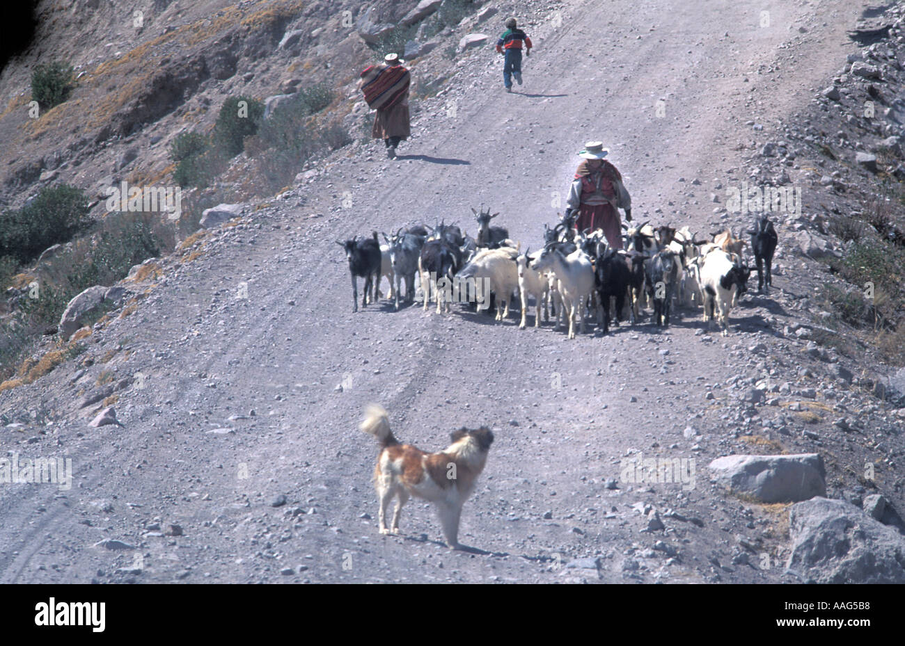 Woman herding sheep on the Colca Canyon road from Chivay to the Condor ...