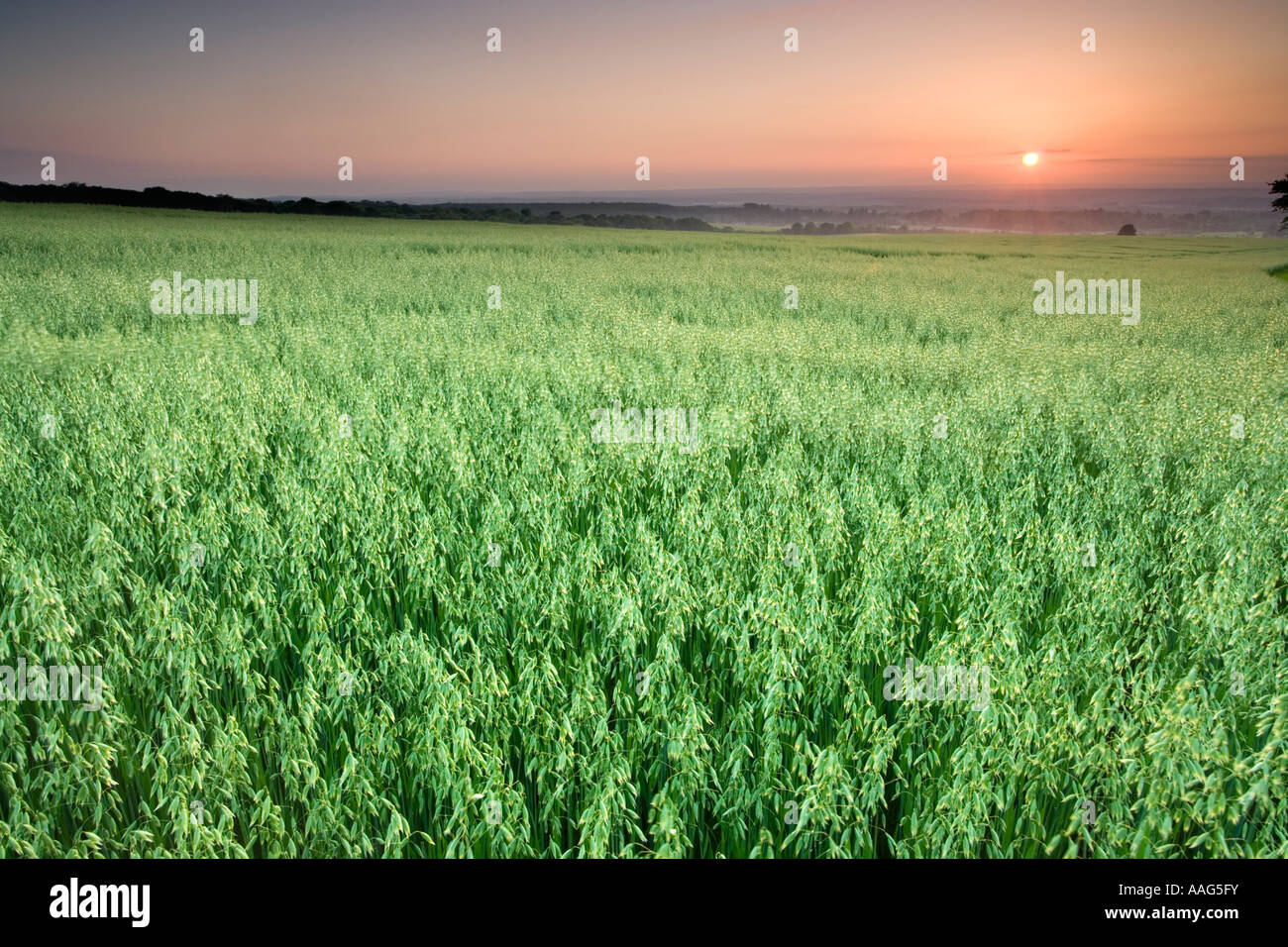 Oat field at sunset. Surrey UK Stock Photo - Alamy