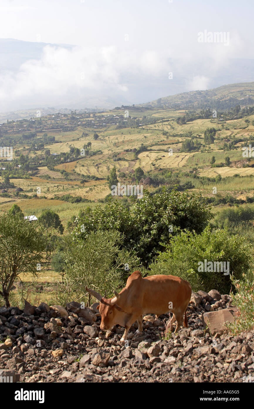 Csttle or cow climbing path in mountains hills and escarpment of Blue ...
