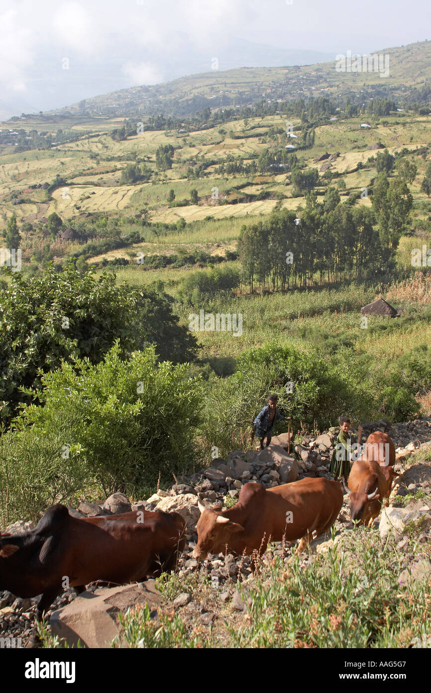 Cattle or cows with young cowherder boys climbing path in mountains ...