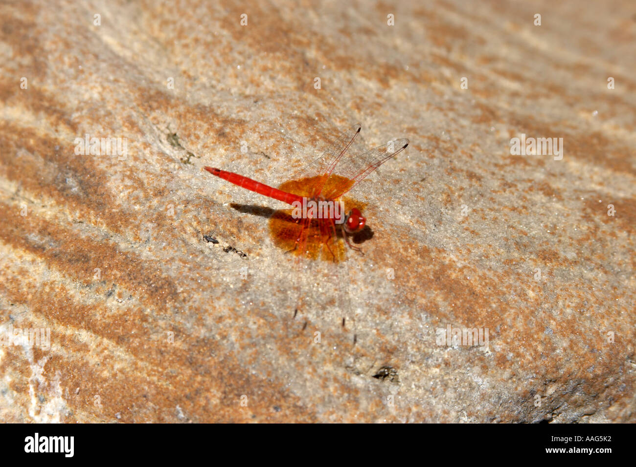 Red Dragonfly on a rock on wildlife and nature survey in river valley ...