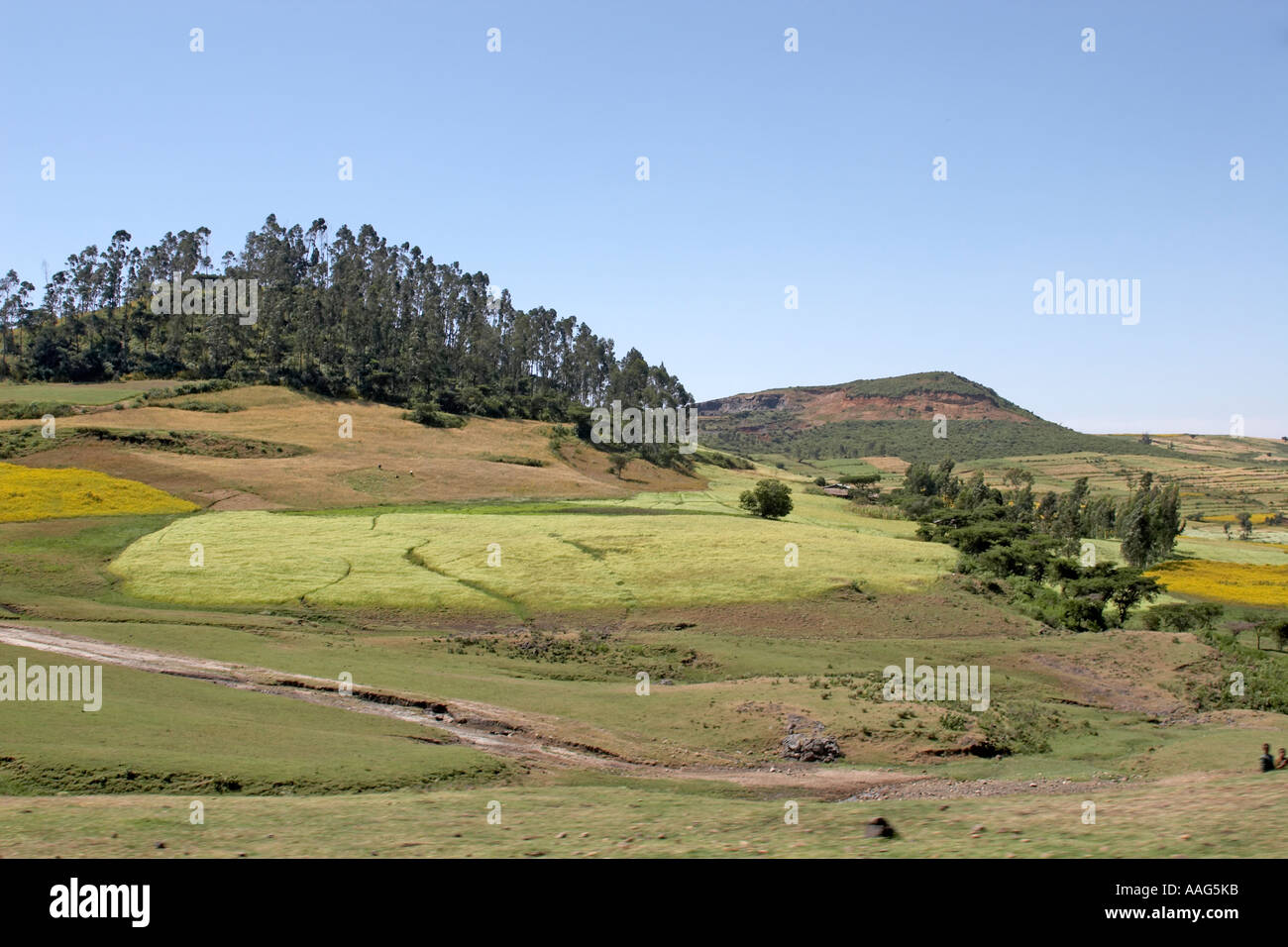Fields trees and agricultural crops near Lumame Ethiopia Africa ...