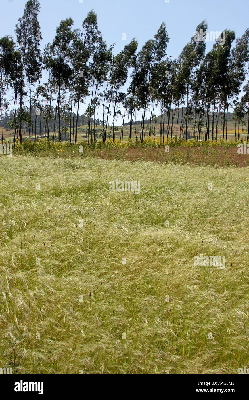 Trees and fields of Teff for making injera bread growing in Debre ...
