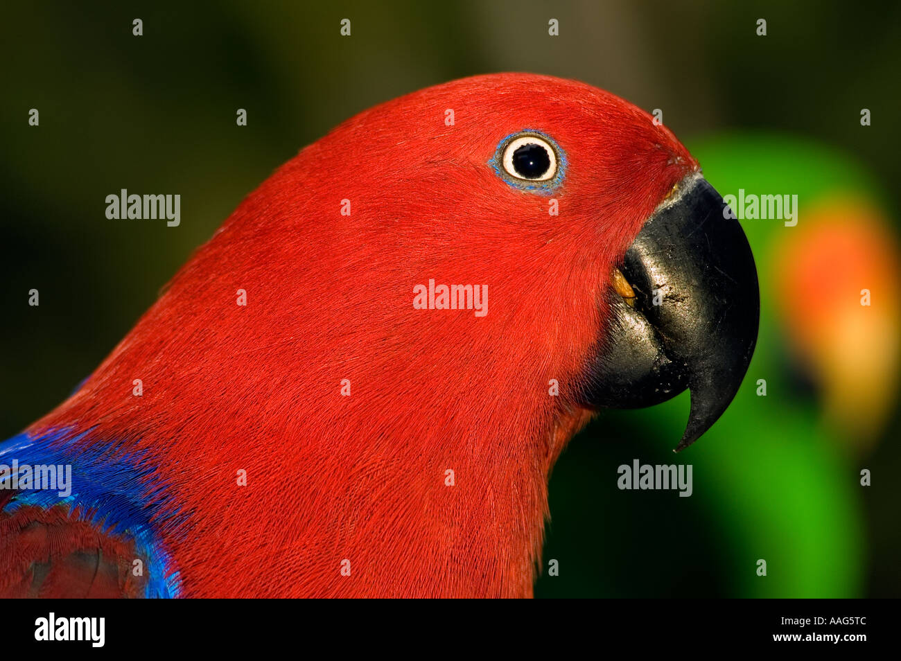 Eclectus Parrot, Eclectus roratus, Female is red and male is green ...
