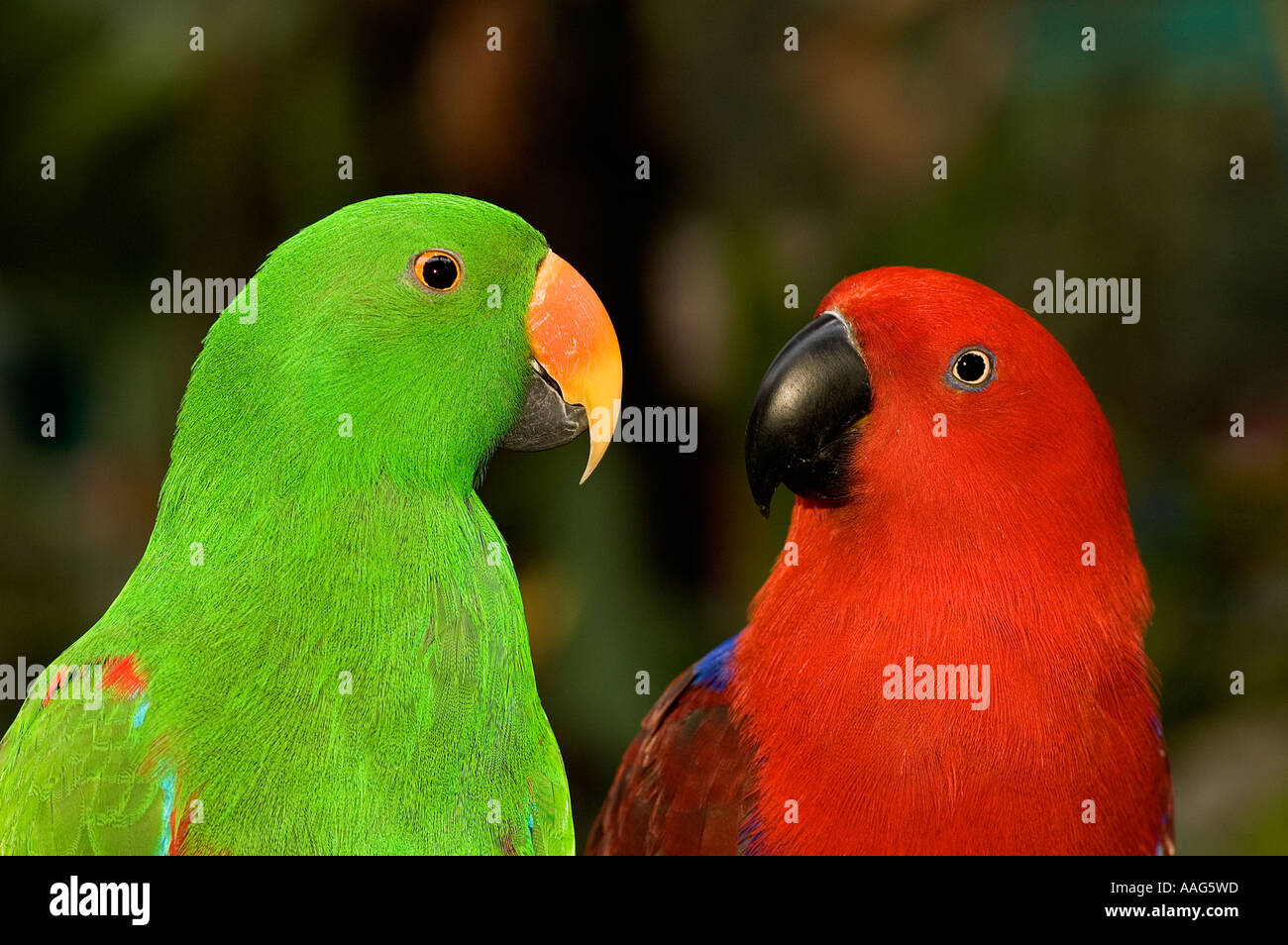 Eclectus Parrot, Eclectus roratus, Female is red and male is green ...