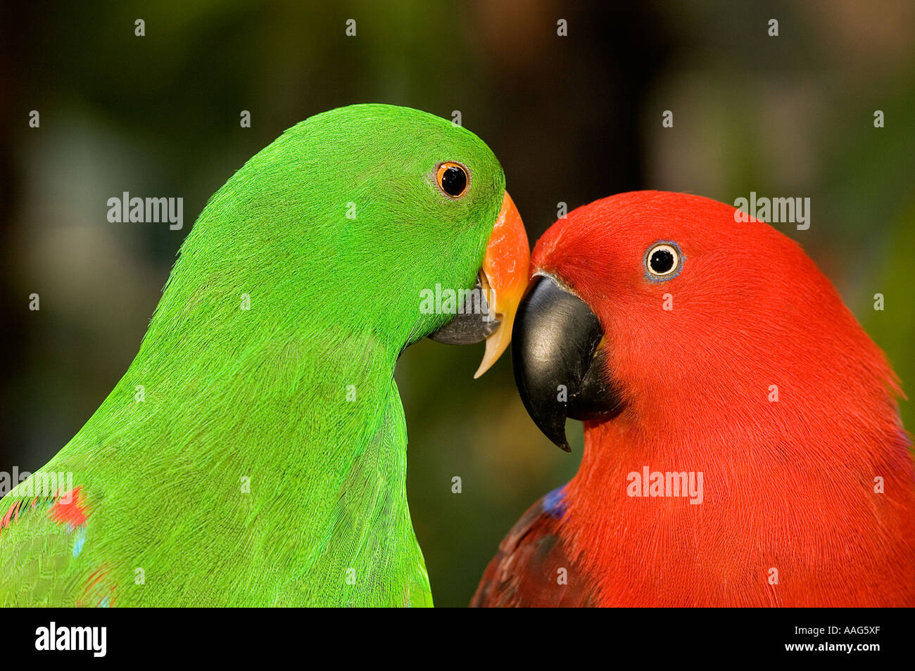 Eclectus Parrot, Eclectus roratus, Female is red and male is green ...