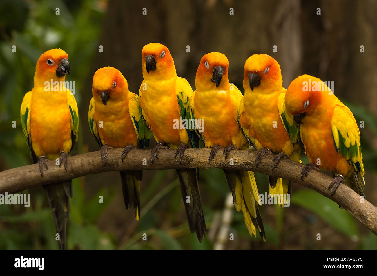Sun Conure Parakeets, Aratinga solstitialis, Jurong Bird Park Singapore ...