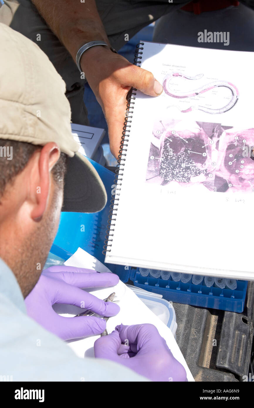 Scientist studying a snake hi-res stock photography and images - Alamy
